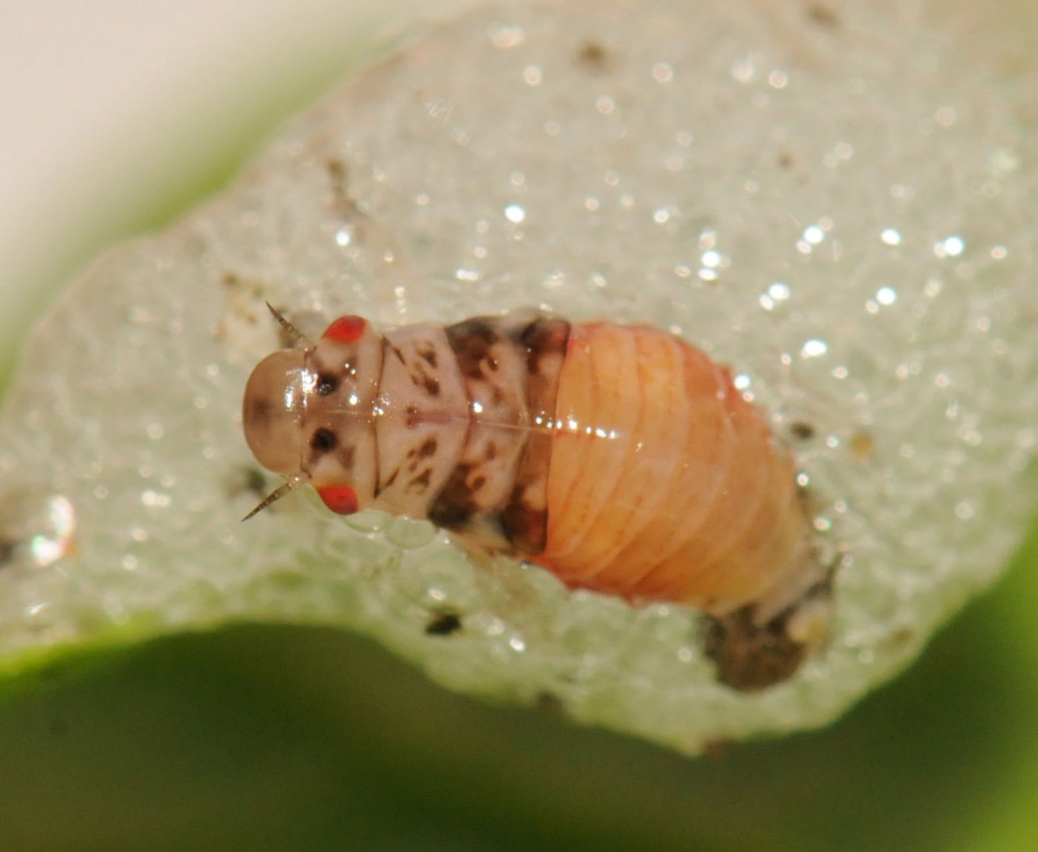 Réf. 134517 — INSECTA > Homoptera > Aphrophoridae > Aphrophora alni ...