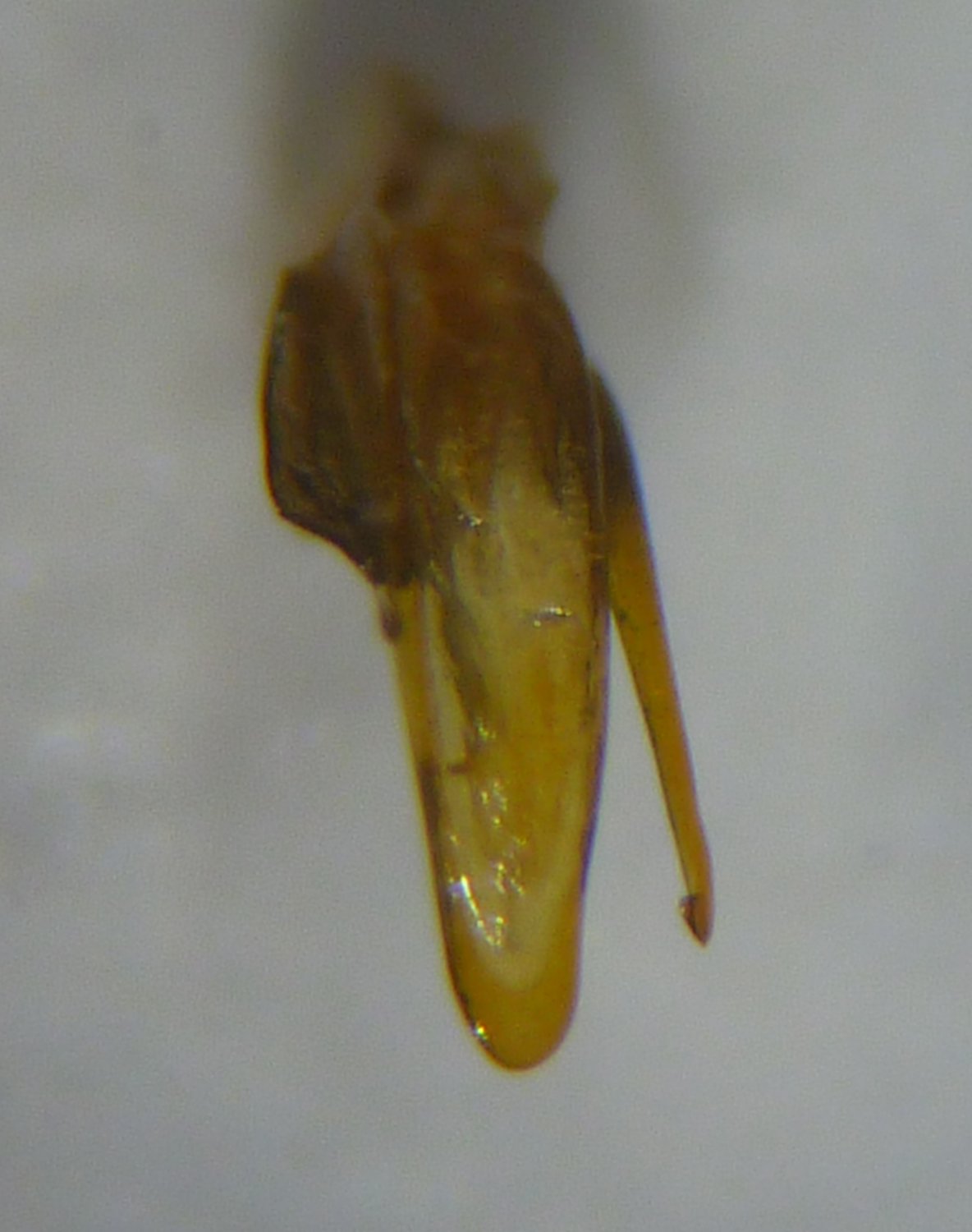 Réf. 134159 — INSECTA > Coleoptera > Carabidae > Amara (Zezea) plebeja ...