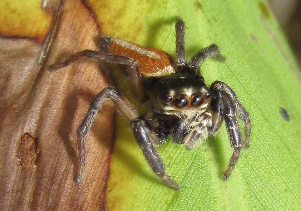 Réf. 135822 — ARACHNIDA > Araneae > Salticidae > Freya decorata - www ...