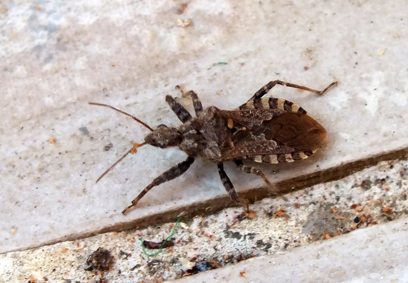 Réf. 135236 — INSECTA > Heteroptera > Reduviidae > Coranus (Coranus ...