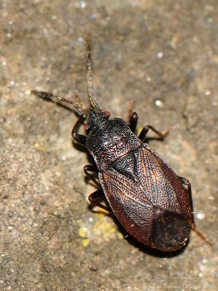 Réf. 135321 — INSECTA > Heteroptera > Rhyparochromidae > Drymus ...