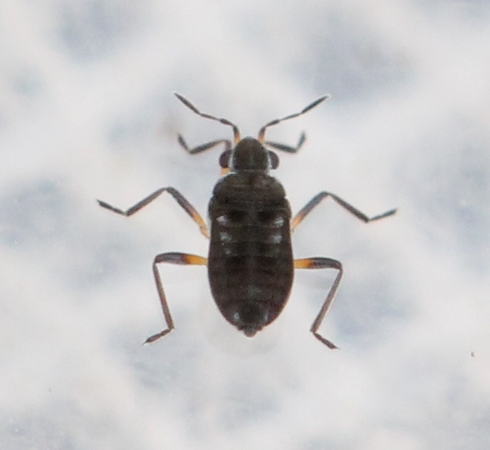 Réf. 135842 — INSECTA > Heteroptera > Veliidae > Microvelia (Microvelia ...