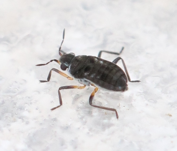 Réf. 135843 — INSECTA > Heteroptera > Veliidae > Microvelia (Microvelia ...