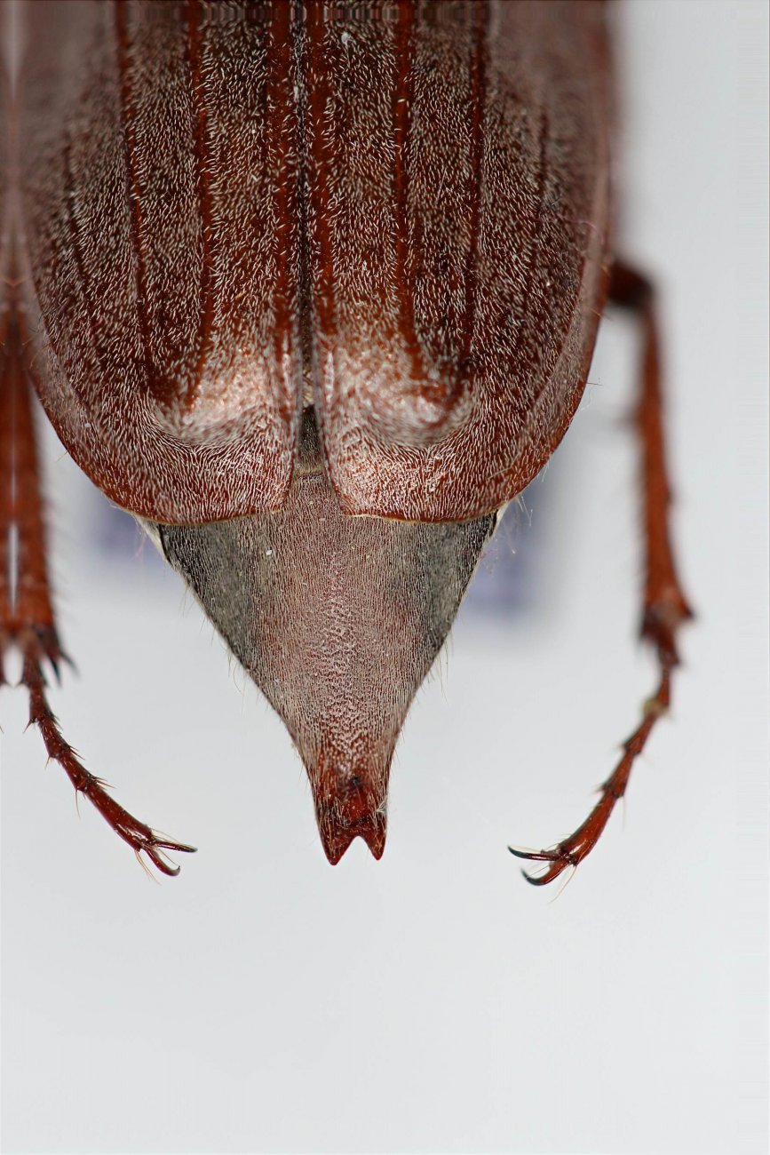 Réf. 135547 — INSECTA > Coleoptera > Scarabaeidae > Melolontha ...