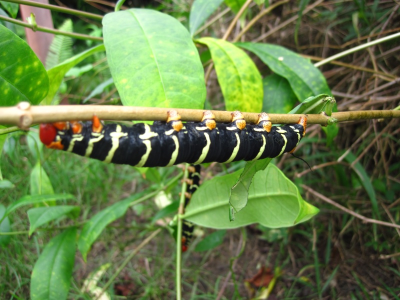Réf. 135138 — INSECTA > Lepidoptera > Sphingidae > Pseudosphinx tetrio ...