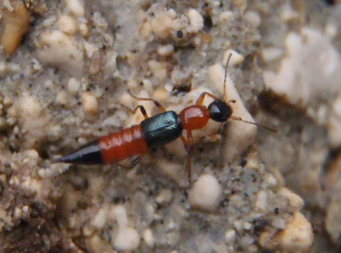 Réf. 135852 — INSECTA > Coleoptera > Staphylinidae > Paederus (Paederus ...