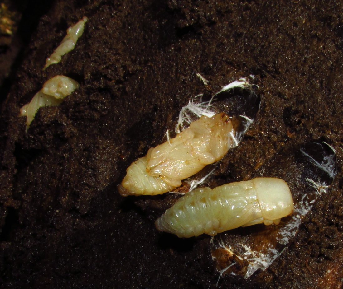 Réf. 136993 — INSECTA > Coleoptera > Passalidae > Passalus (Passalus ...