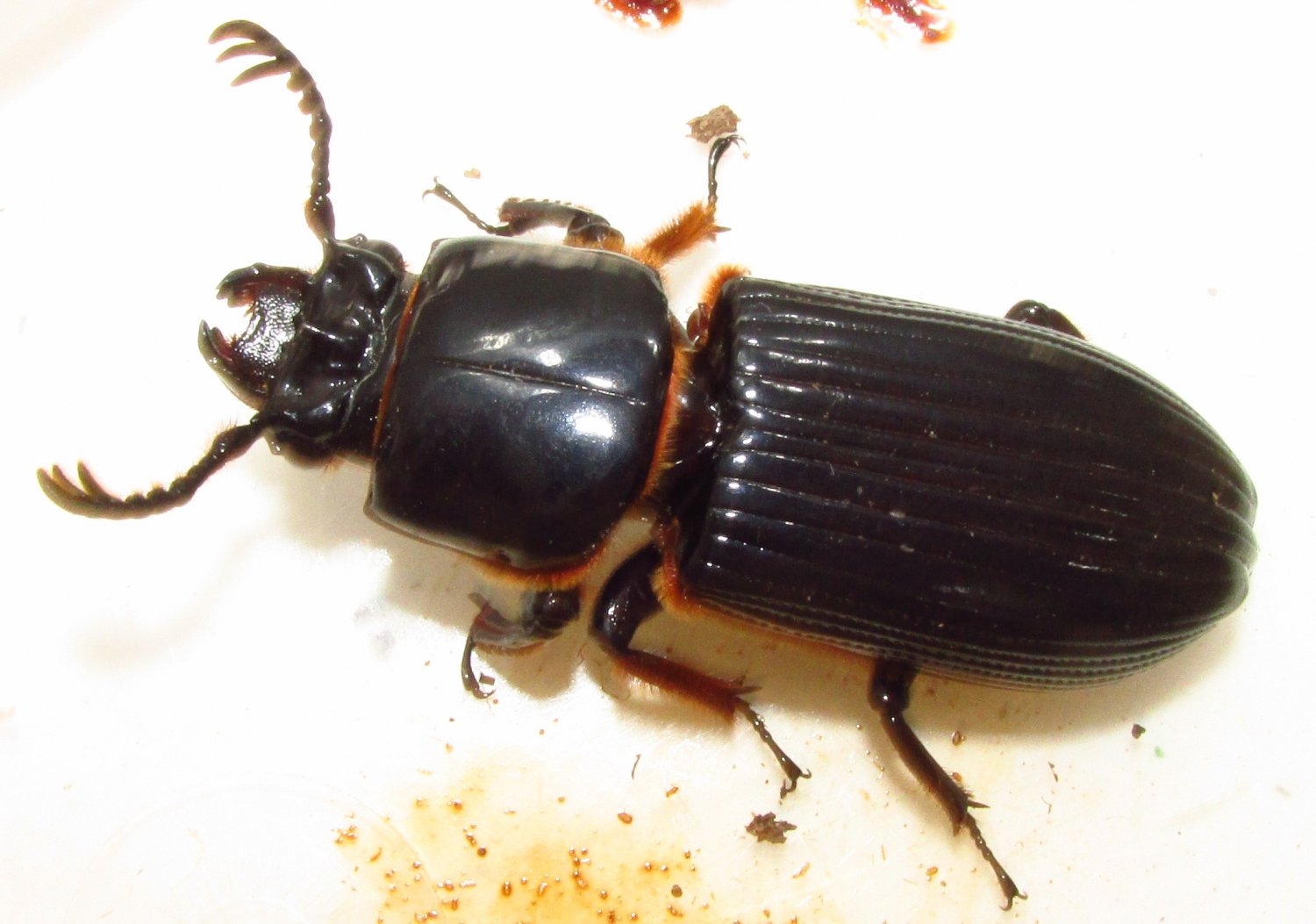 Réf. 136987 — INSECTA > Coleoptera > Passalidae > Passalus (Passalus ...