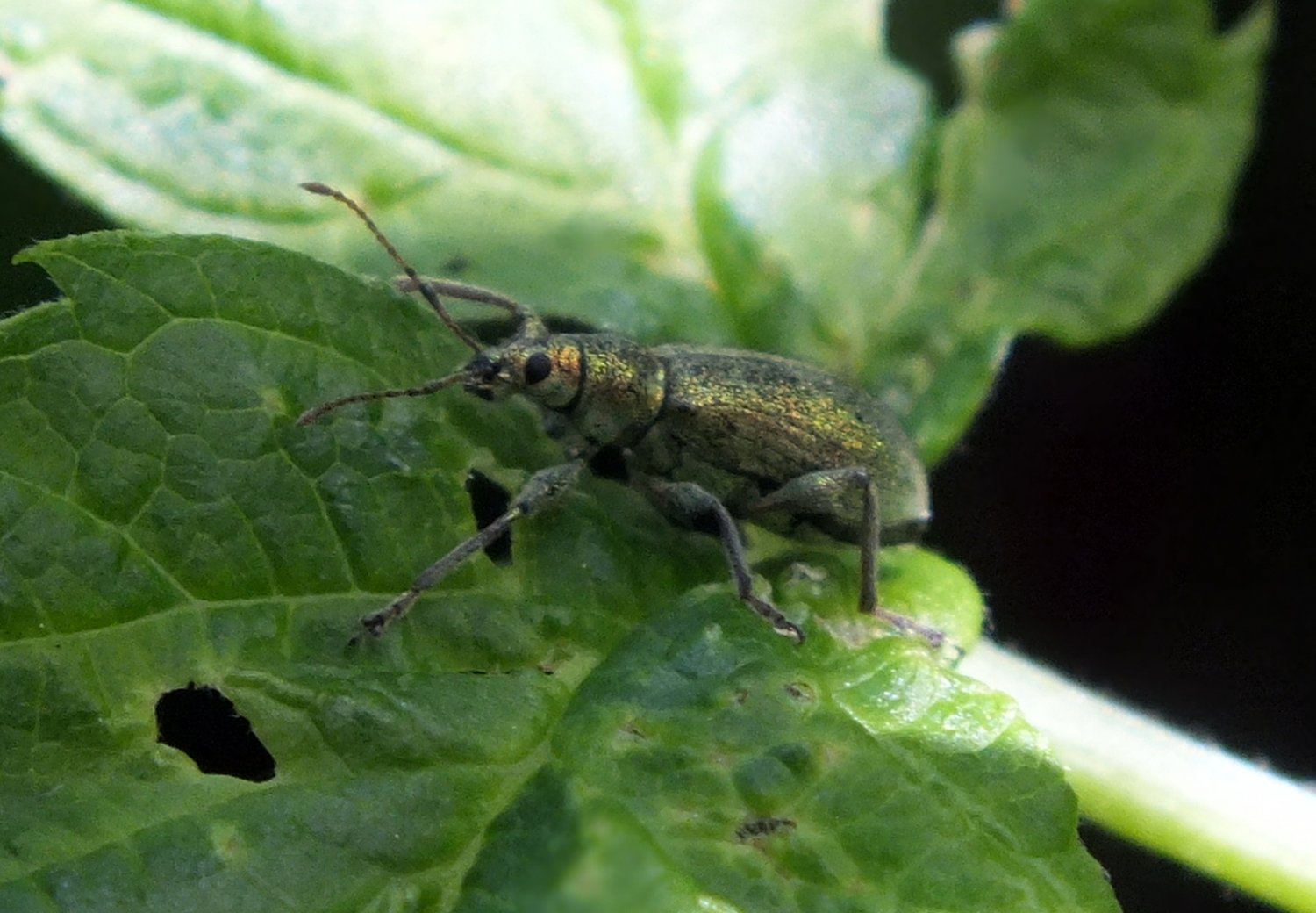 Réf. 136181 — INSECTA > Coleoptera > Curculionidae > Phyllobius sp ...