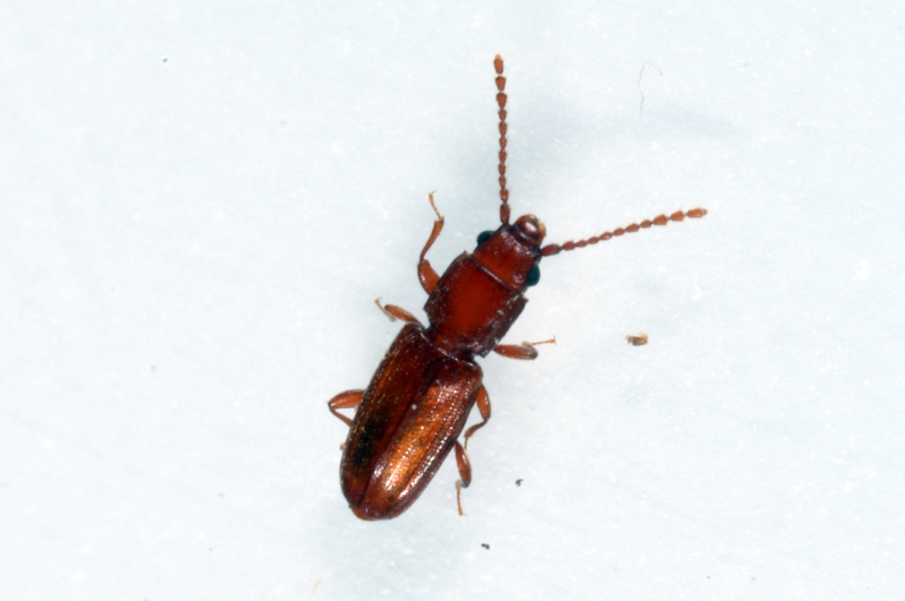 Réf. 136643 — INSECTA > Coleoptera > Laemophloeidae > Placonotus ...