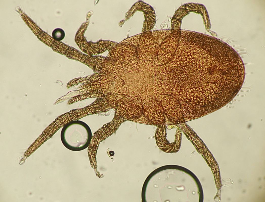 Réf. 136020 — ARACHNIDA > Mesostigmata > Macronyssidae > Ophionyssus ...