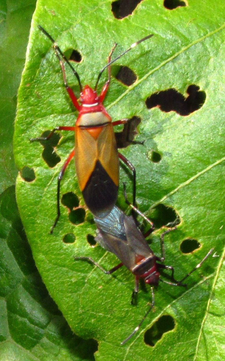 Réf. 137837 — INSECTA > Heteroptera > Pyrrhocoridae > Dysdercus sp ...