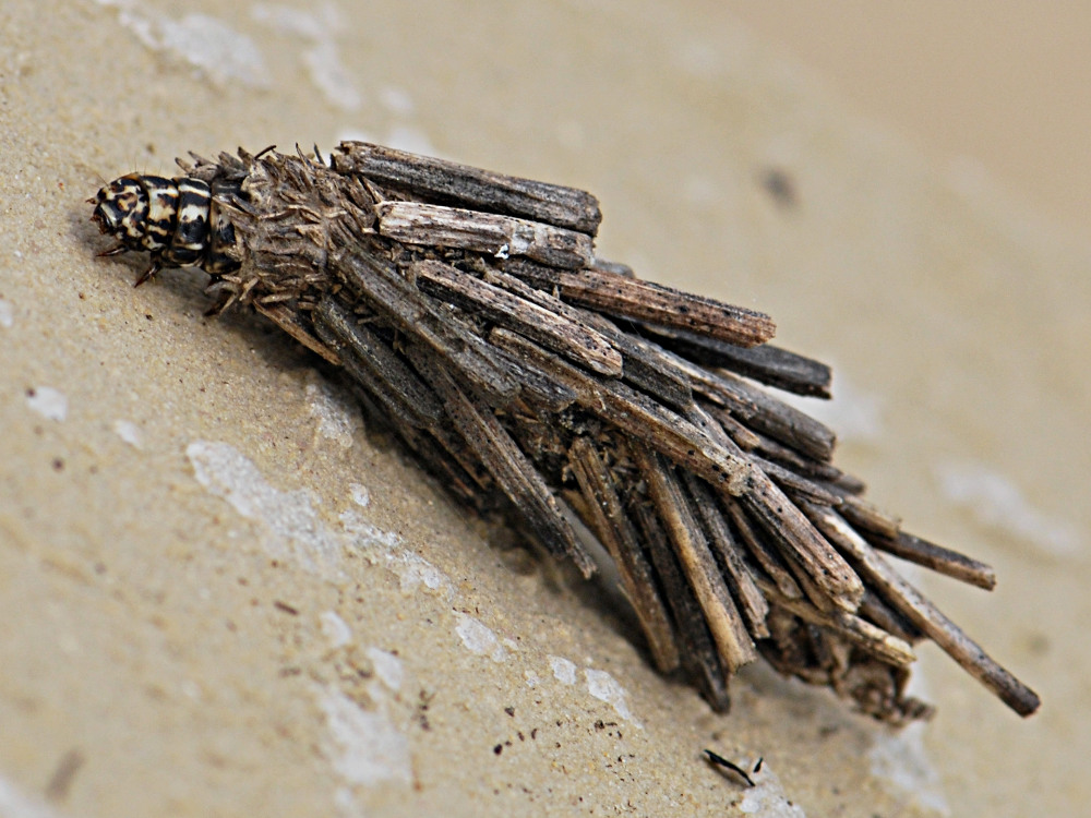 Réf. 137233 — INSECTA > Lepidoptera > Psychidae > Pachythelia ...