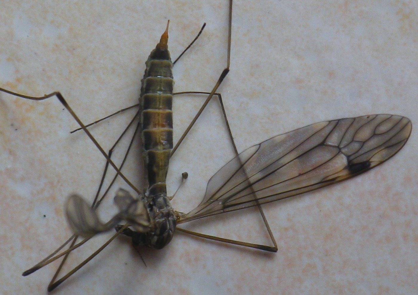 Réf. 137689 — INSECTA > Diptera > Tipulidae > Tipula (Savtshenkia ...