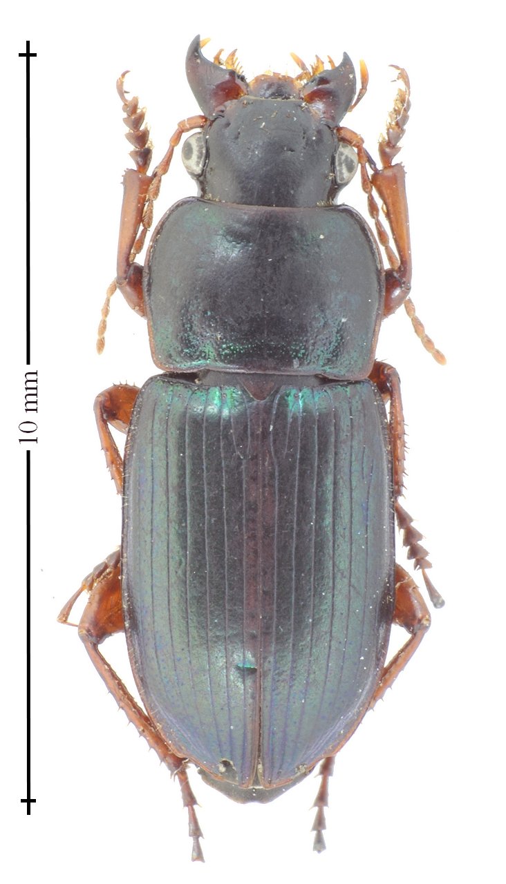 Réf. 138410 — INSECTA > Coleoptera > Carabidae > Harpalus (Harpalus ...