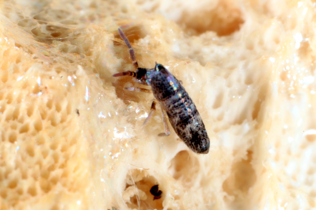 Réf. 138721 — ENTOGNATHA > Collembola > Entomobryidae > Lepidocyrtus ...