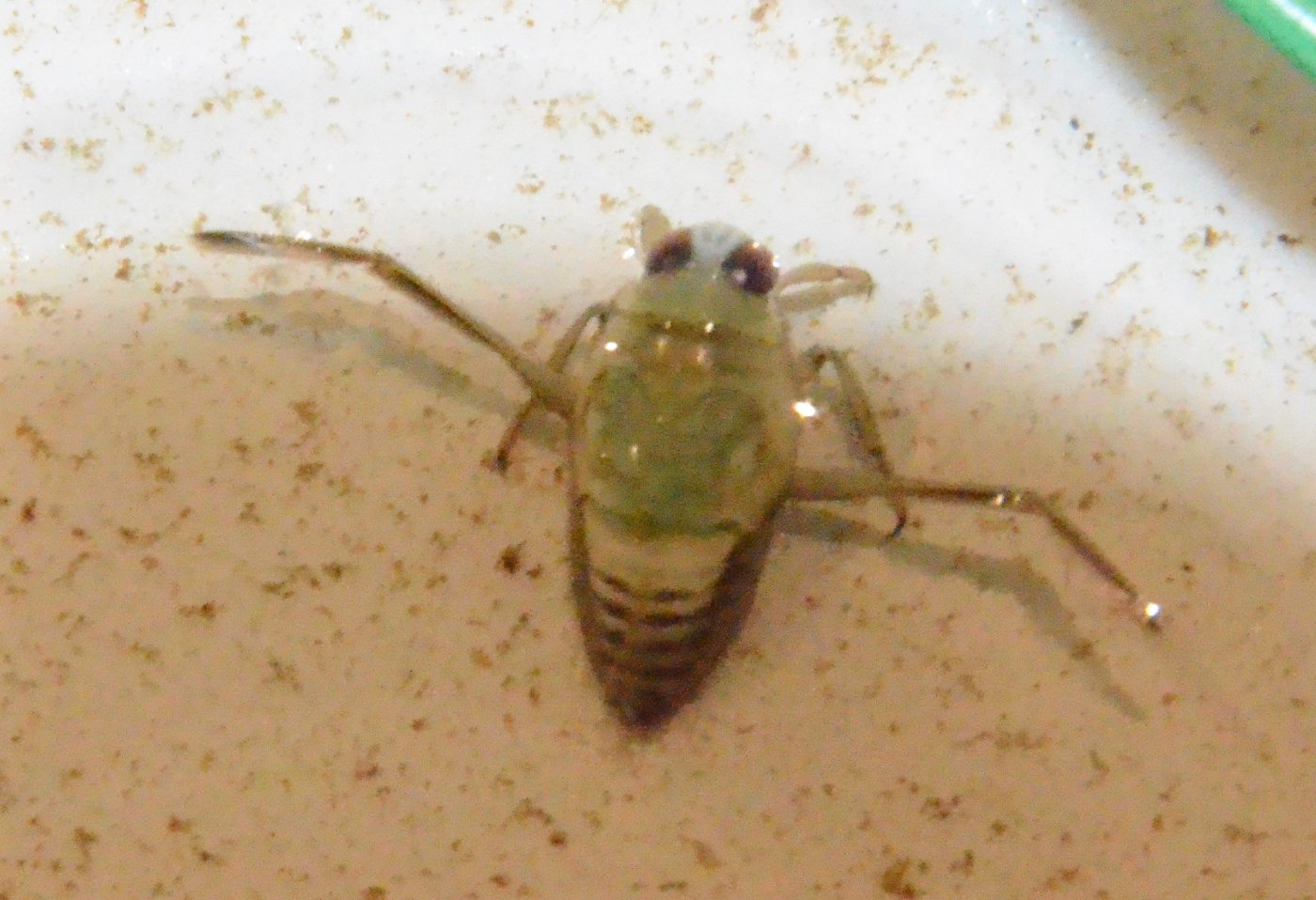 Réf. 138609 — INSECTA > Heteroptera > Notonectidae > Notonecta sp ...