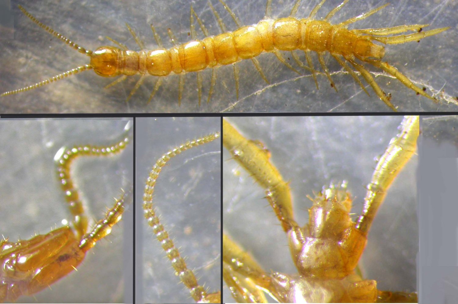 Réf. 138877 — CHILOPODA > Lithobiomorpha > Lithobiidae > Lithobius ...