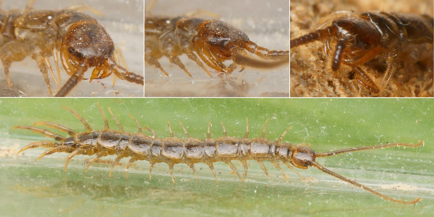 Réf. 138895 — CHILOPODA > Lithobiomorpha > Lithobiidae > Lithobius ...