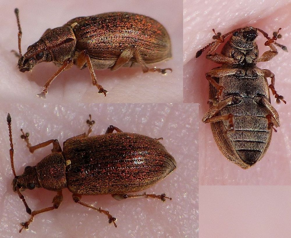 Phyllobius (Phyllobius) pyri (Insecta, Coleoptera, Curculionidae) - www ...