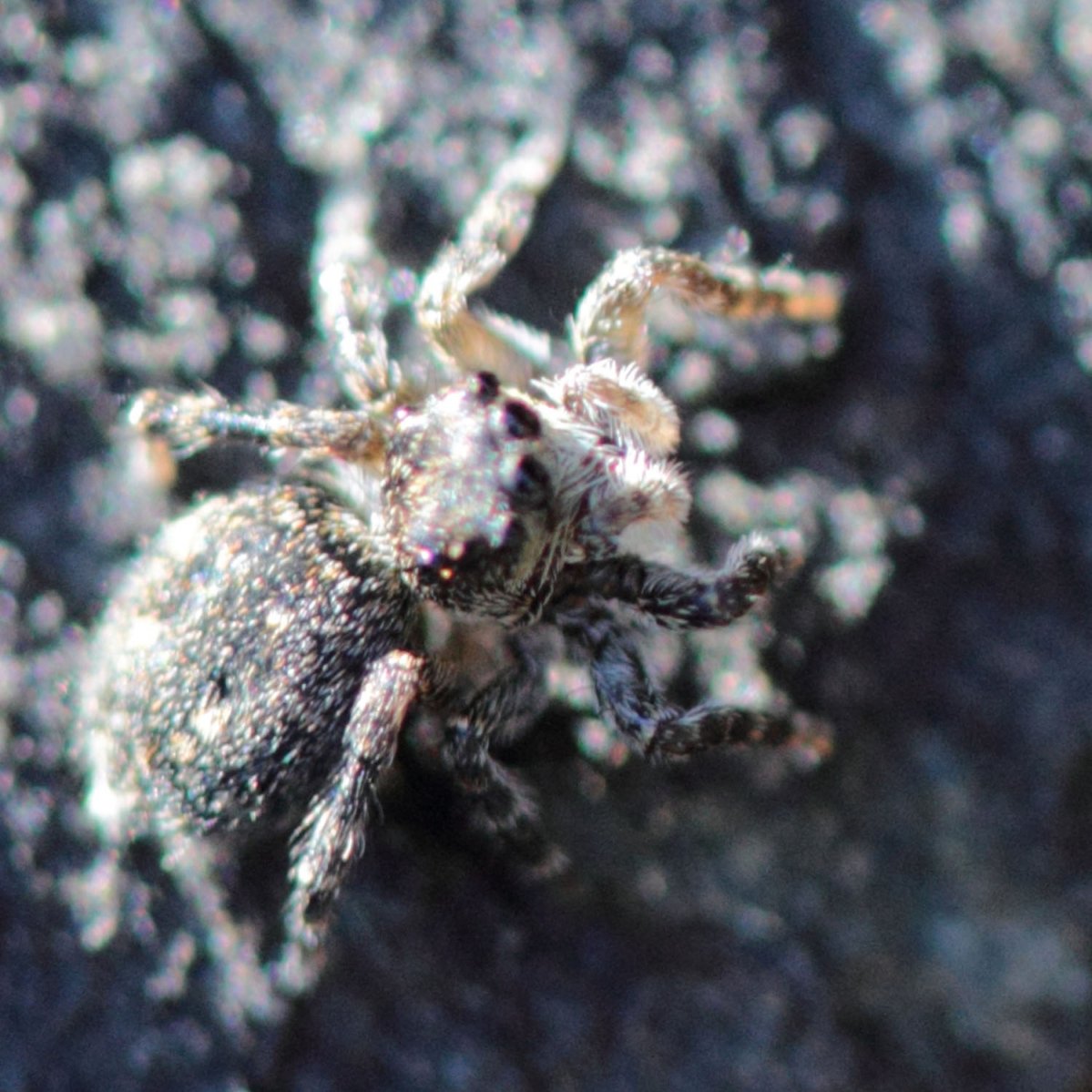 Réf. 138466 — ARACHNIDA > Araneae > Salticidae > Attulus distinguendus ...