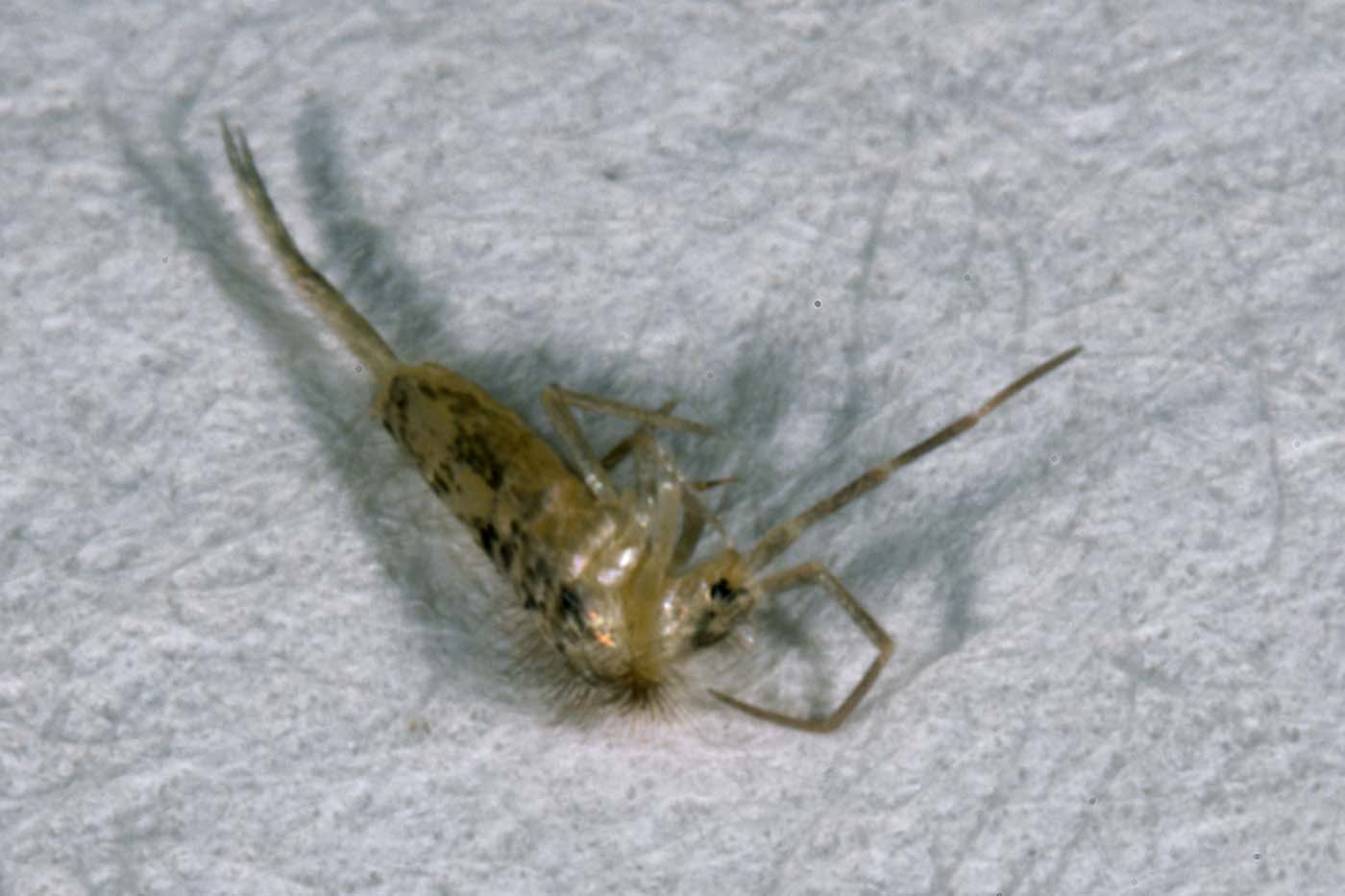 Réf. 139579 — ENTOGNATHA > Collembola > Entomobryidae > Seira sp. - www ...