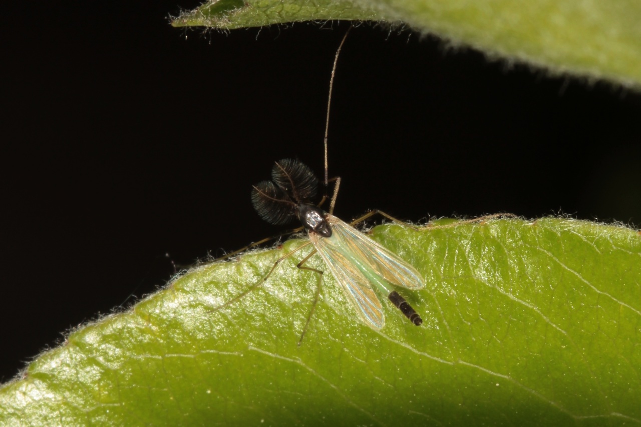 Microtendipes pedellus (Insecta, Diptera, Chironomidae) - www.galerie ...