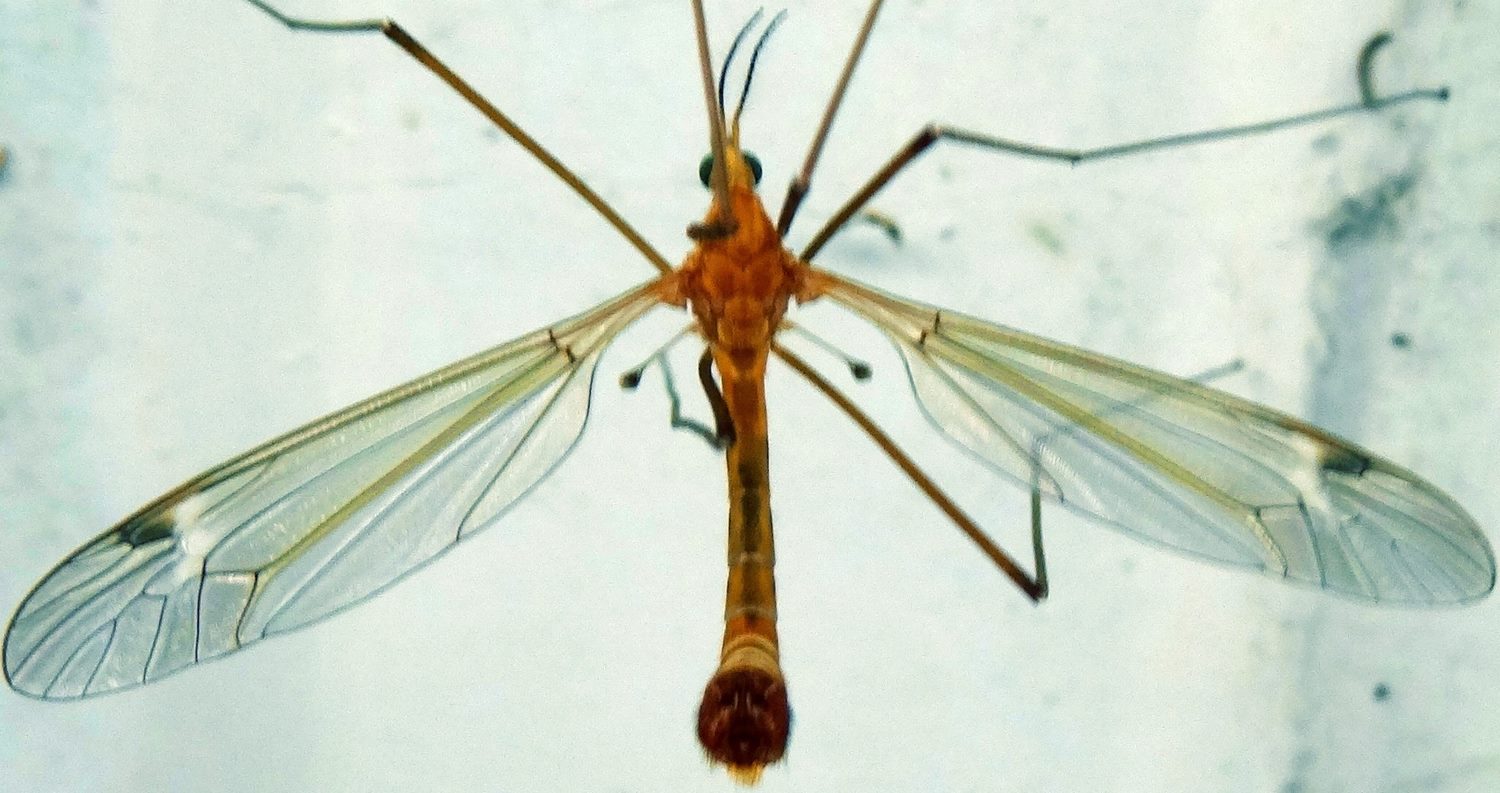 Réf. 139189 — INSECTA > Diptera > Tipulidae > Tipula (Lunatipula ...