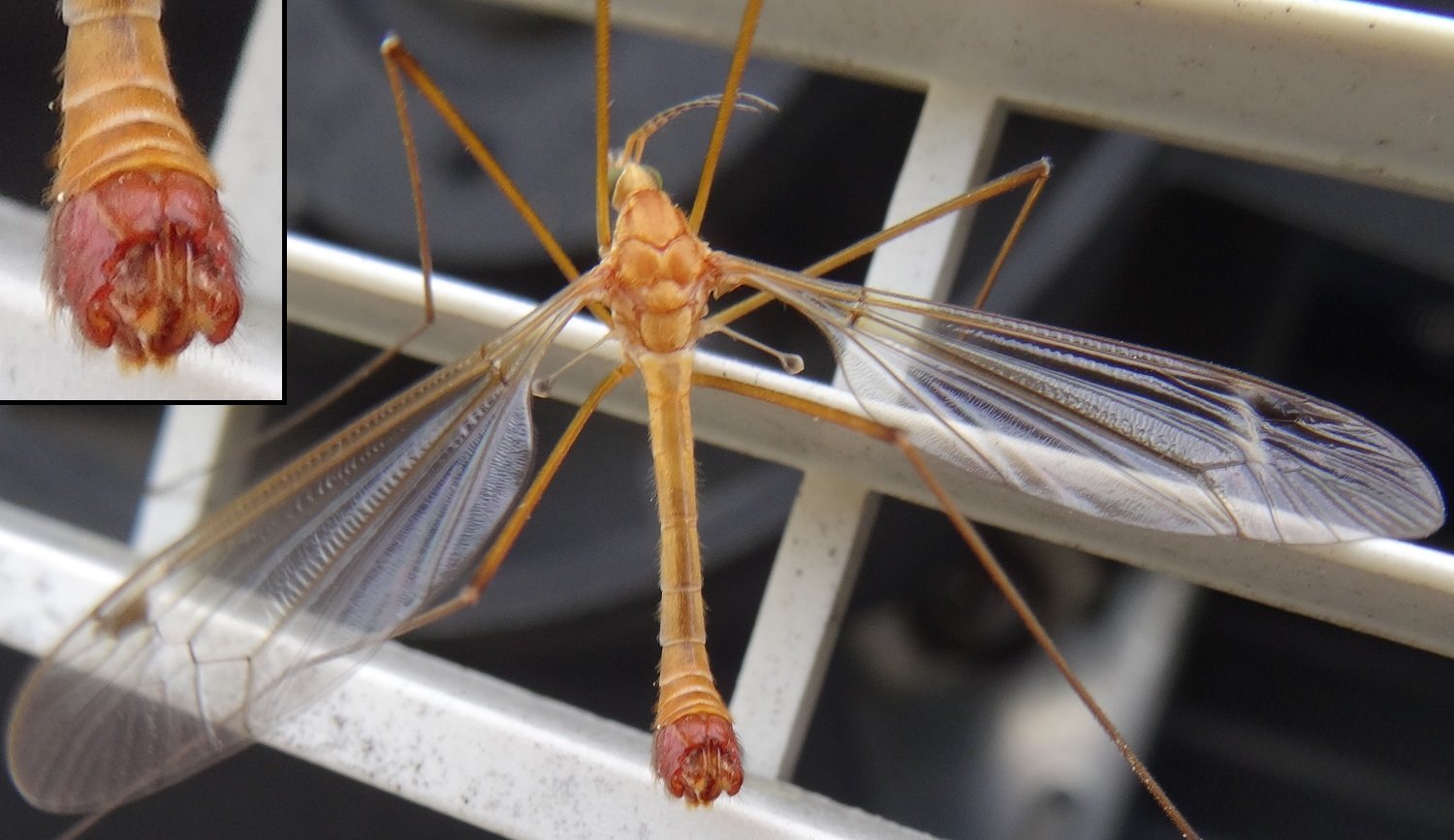 Tipula (Lunatipula) lunata (Insecta, Diptera, Tipulidae) - www.galerie ...