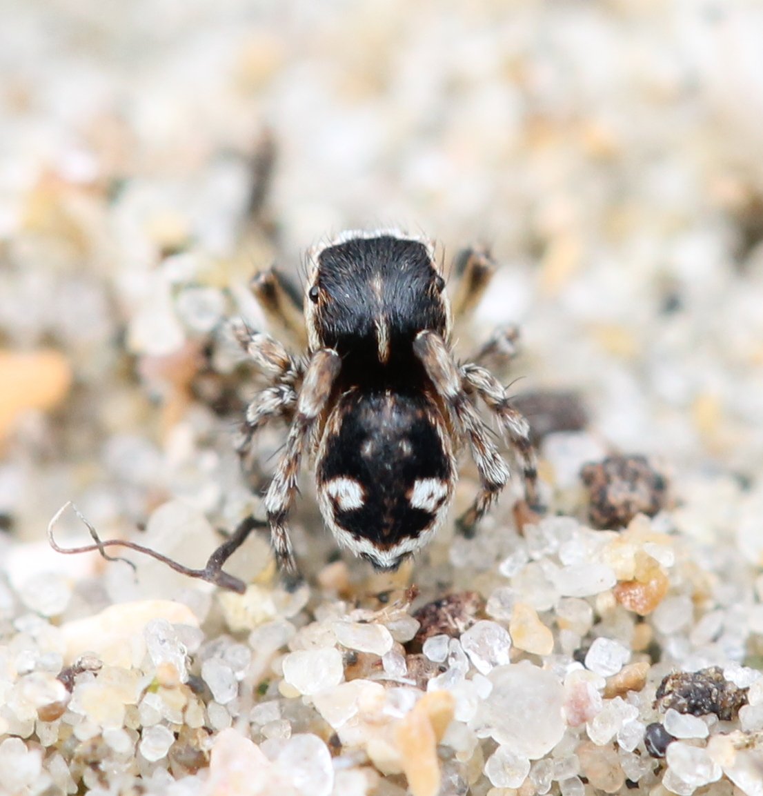 Réf. 139277 — ARACHNIDA > Araneae > Salticidae > Attulus saltator - www ...