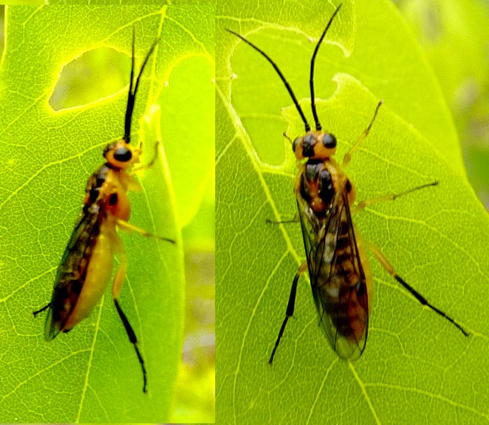 Réf. 139585 — INSECTA > Hymenoptera > Tenthredinidae > Euura ...