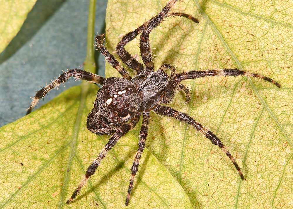 Araneus diadematus (Arachnida, Araneae, Araneidae) - www.galerie ...