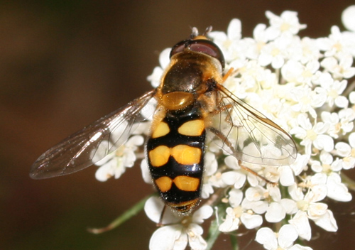 Réf. 14156 — INSECTA > Diptera > Syrphidae > Eupeodes (Eupeodes ...