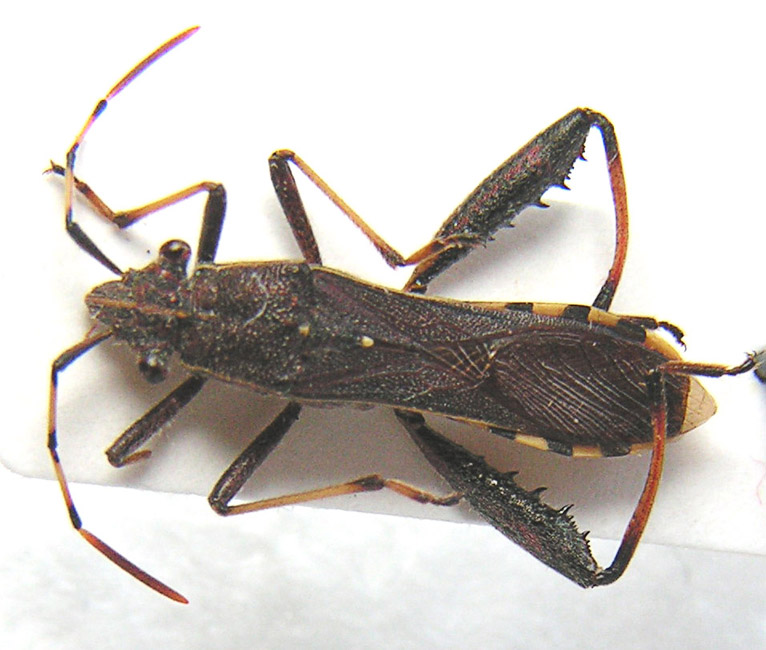 Réf. 14488 — INSECTA > Heteroptera > Alydidae > Camptopus lateralis ...