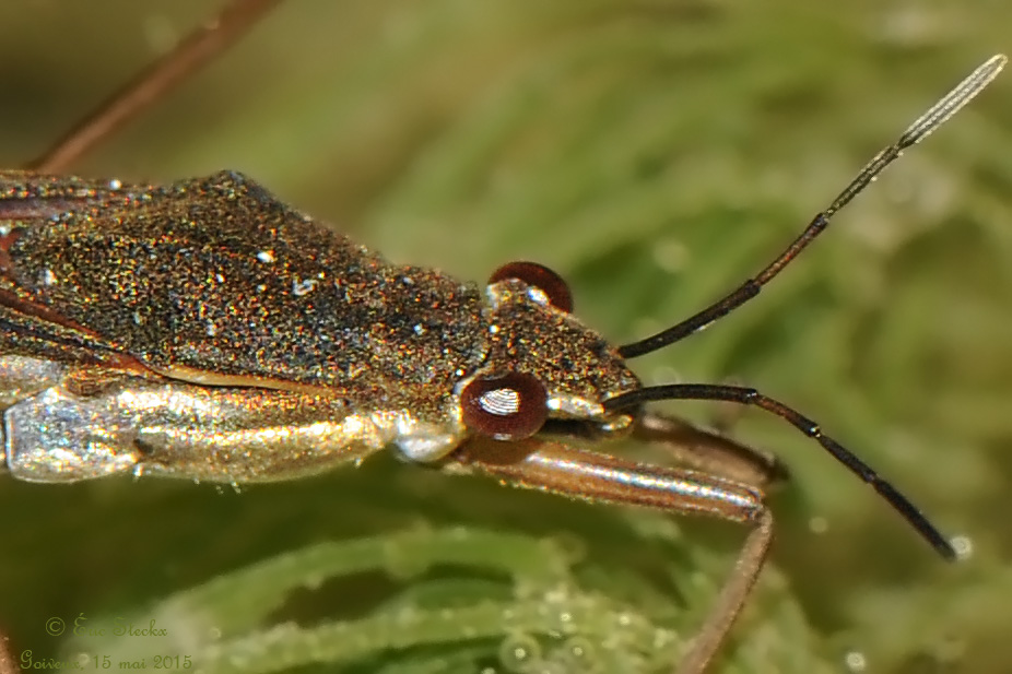 Réf. 140749 — INSECTA > Heteroptera > Gerridae > Gerris sp. - www ...
