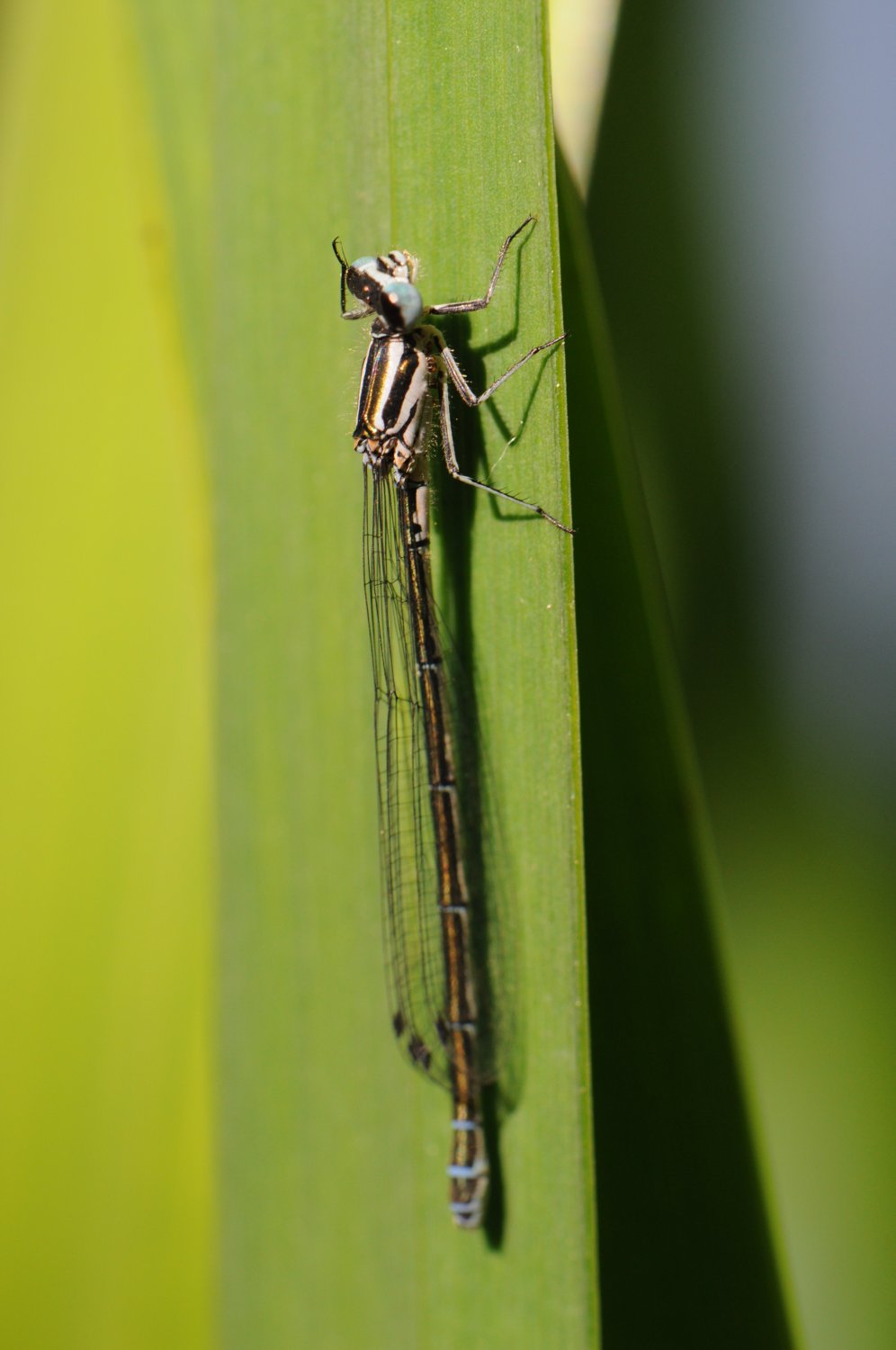 Réf. 140497 — INSECTA > Odonata > Coenagrionidae > Coenagrion puella ...