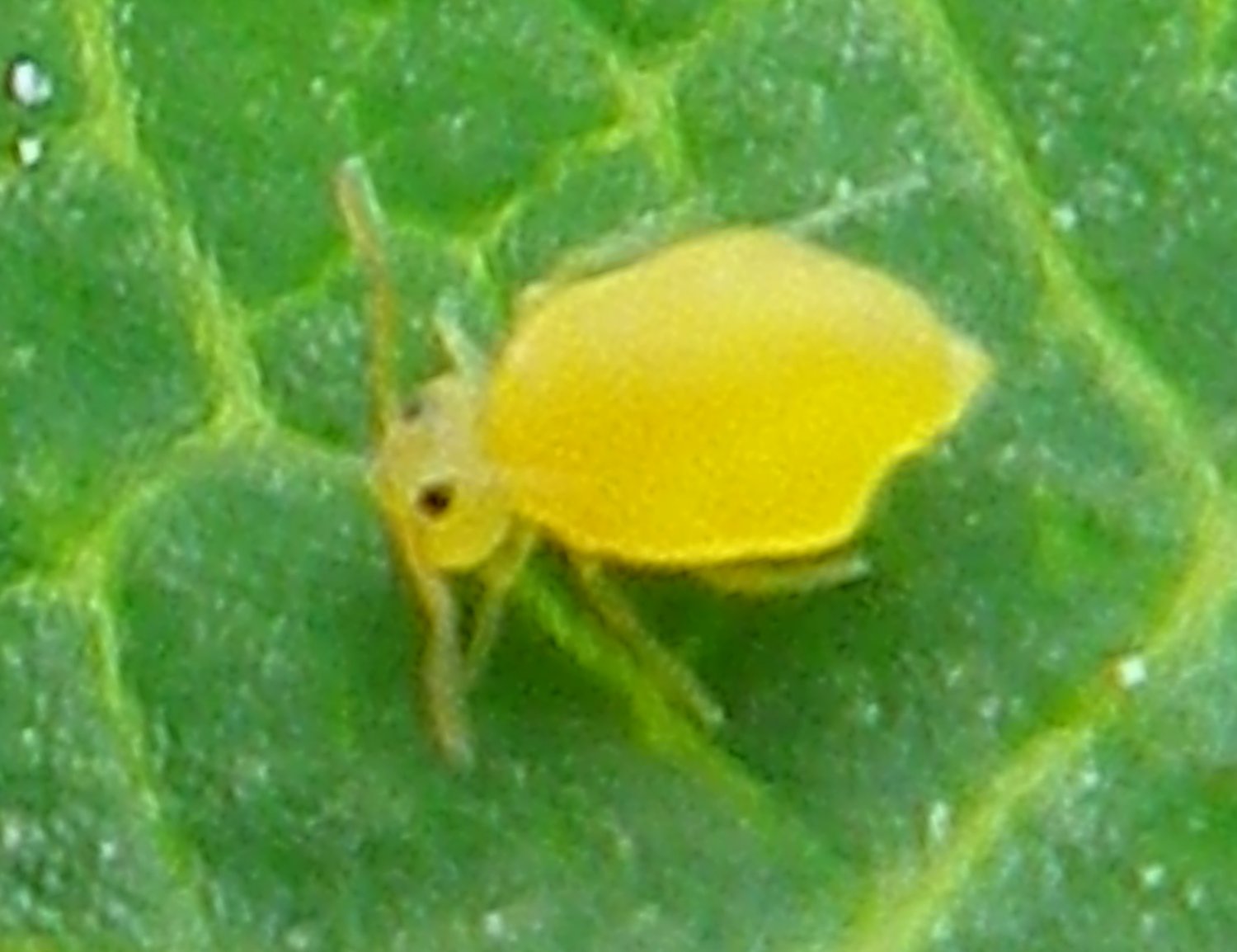 Réf. 140519 — ENTOGNATHA > Collembola > Bourletiellidae ...