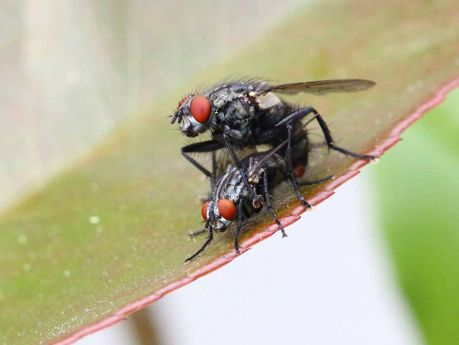 Réf. 140212 — INSECTA > Diptera > Sarcophagidae > Sarcophaga sp. - www ...