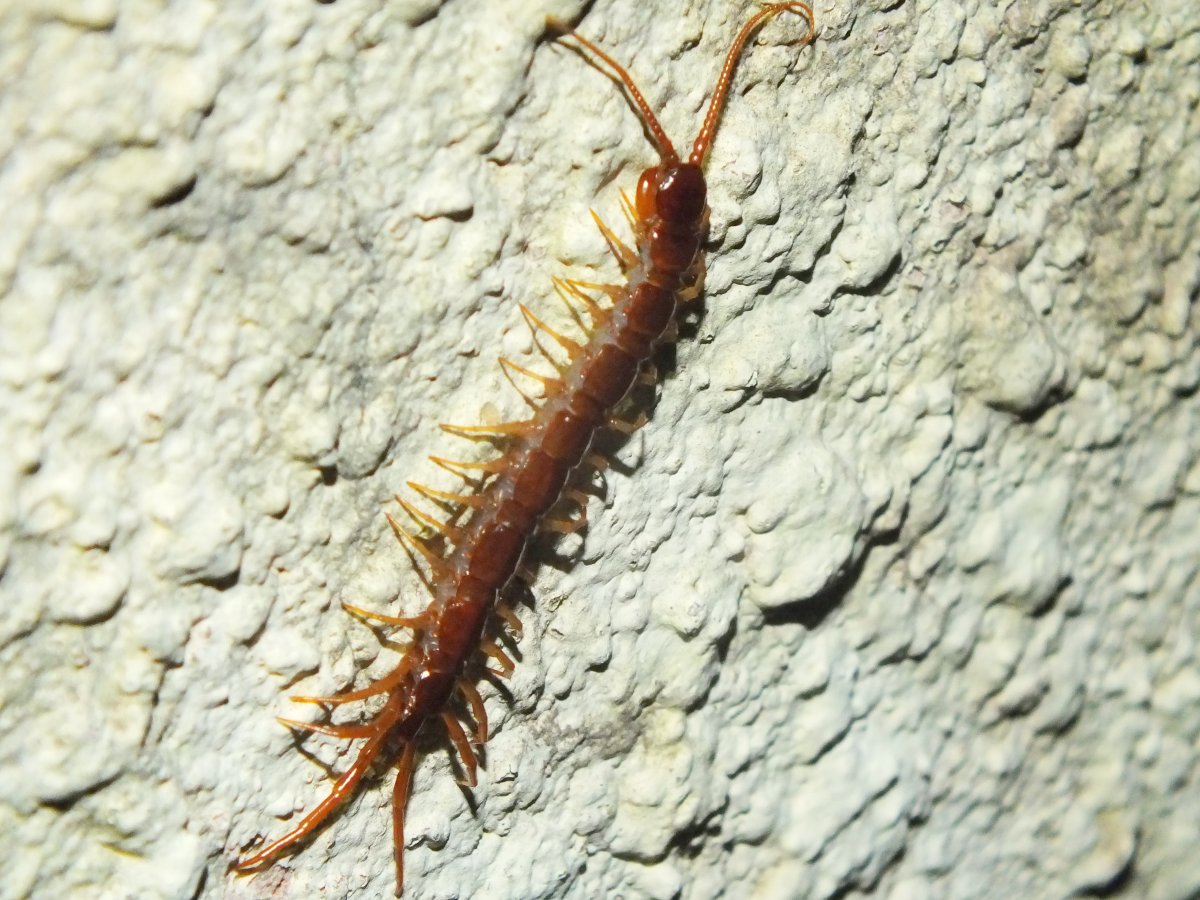 Réf. 140180 — CHILOPODA > Lithobiomorpha > Lithobiidae > Lithobius ...