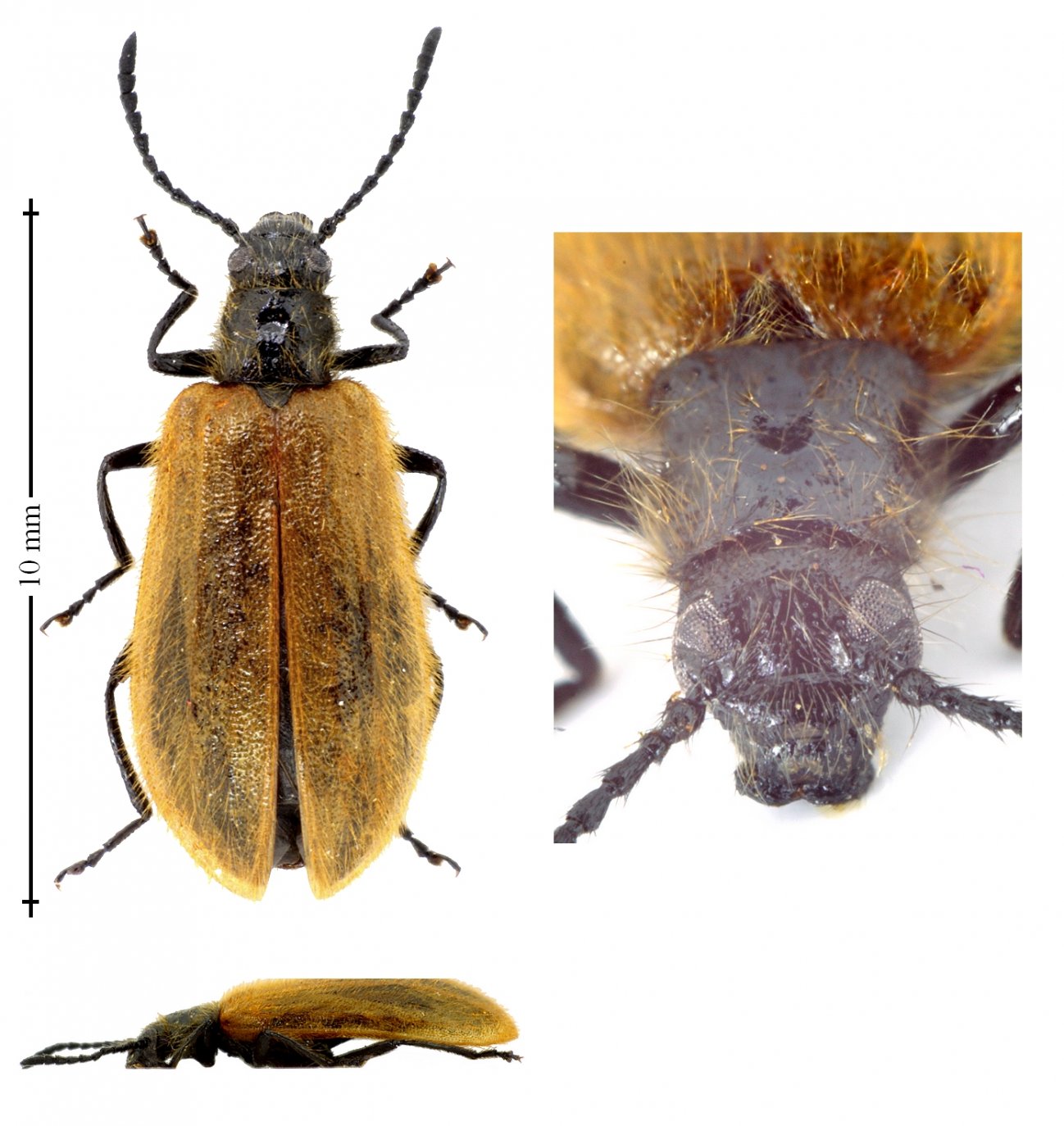 Réf. 141471 — INSECTA > Coleoptera > Tenebrionidae > Lagria (Lagria ...