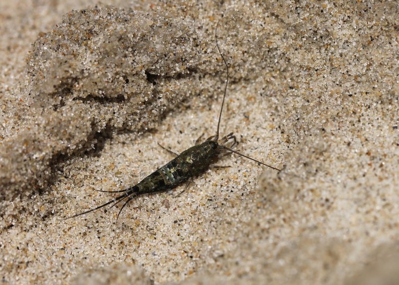 Réf. 141185 — INSECTA > Archeognatha > Machilidae > Petrobius sp. - www ...