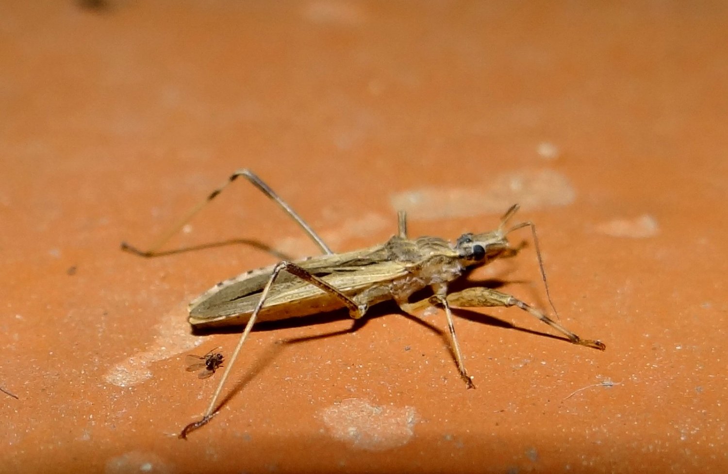 Réf. 142895 — INSECTA > Heteroptera > Reduviidae > Oncocephalus ...