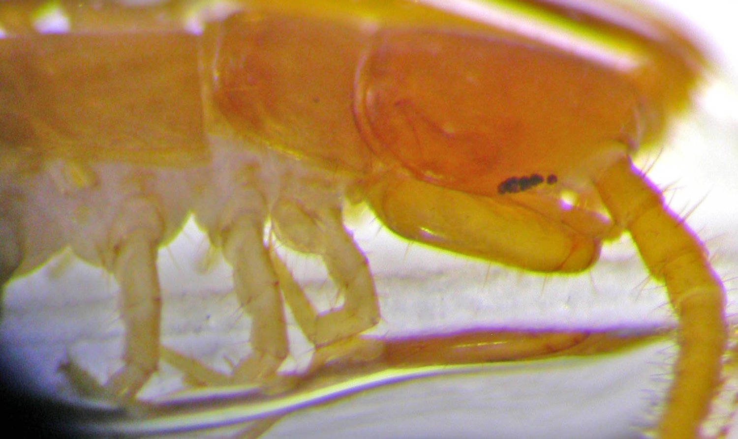 Réf. 142137 — CHILOPODA > Lithobiomorpha > Lithobiidae > Lithobius ...