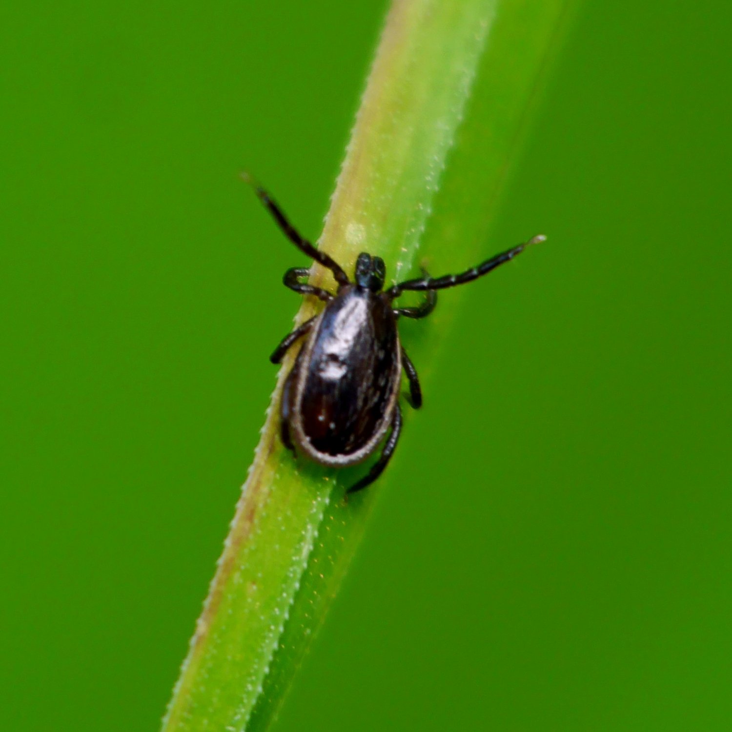 Réf. 142539 — ARACHNIDA > Ixodida > Ixodidae > Ixodes (Ixodes) ricinus ...