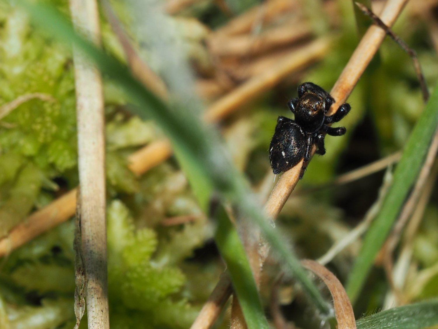 Réf. 142899 — ARACHNIDA > Araneae > Salticidae > Evarcha arcuata - www ...
