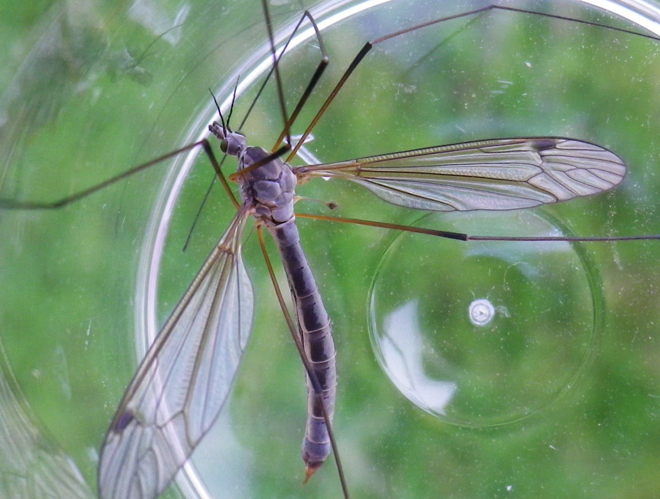 Réf. 142850 — INSECTA > Diptera > Tipulidae > Tipula (Yamatotipula ...