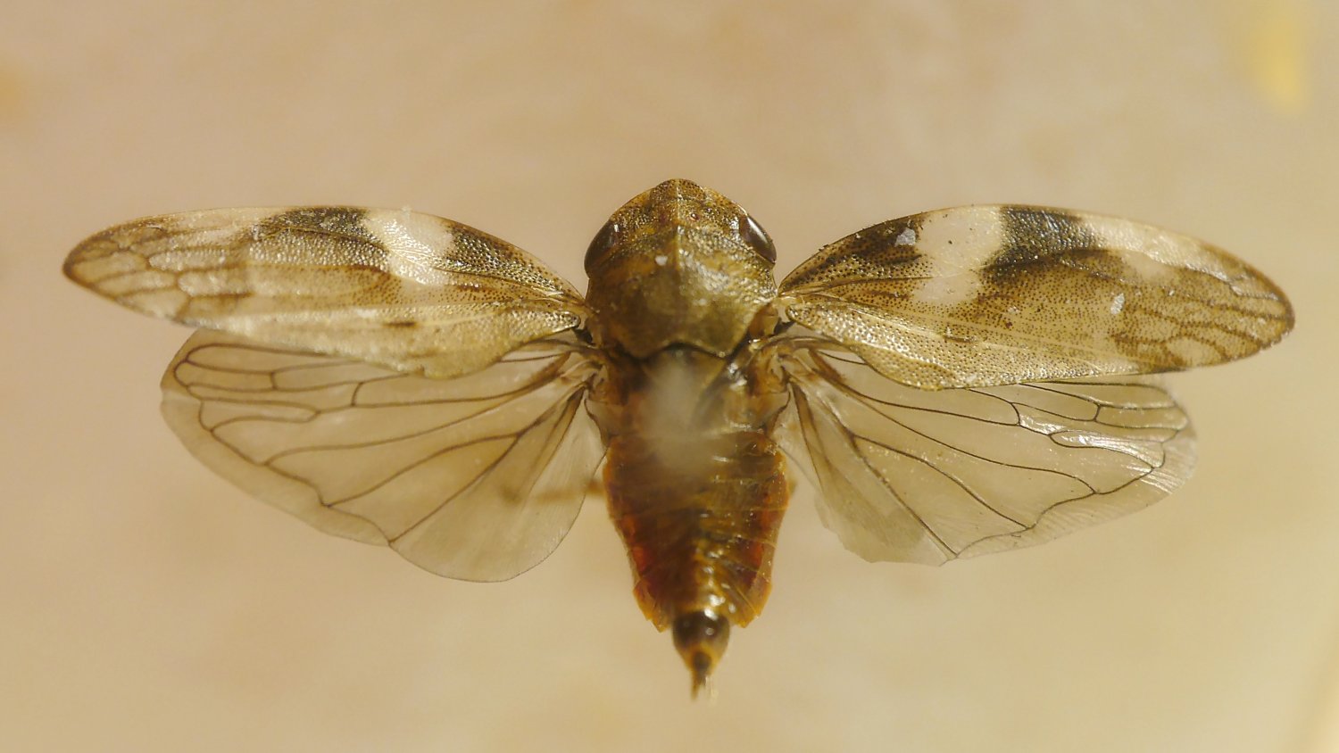 Réf. 143348 — INSECTA > Homoptera > Aphrophoridae > Aphrophora alni ...