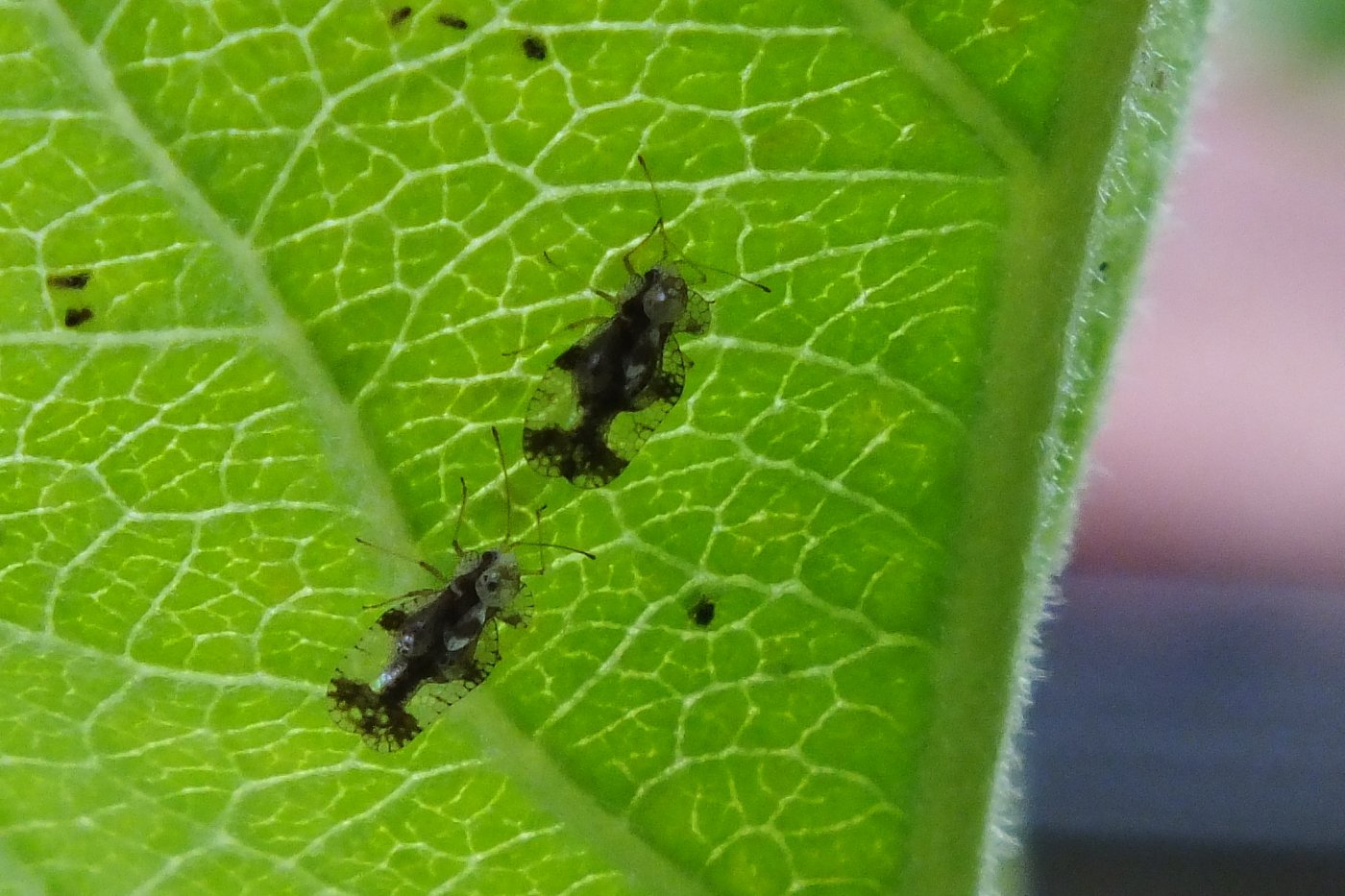 Stephanitis (Stephanitis) pyri (Insecta, Heteroptera, Tingidae) - www ...