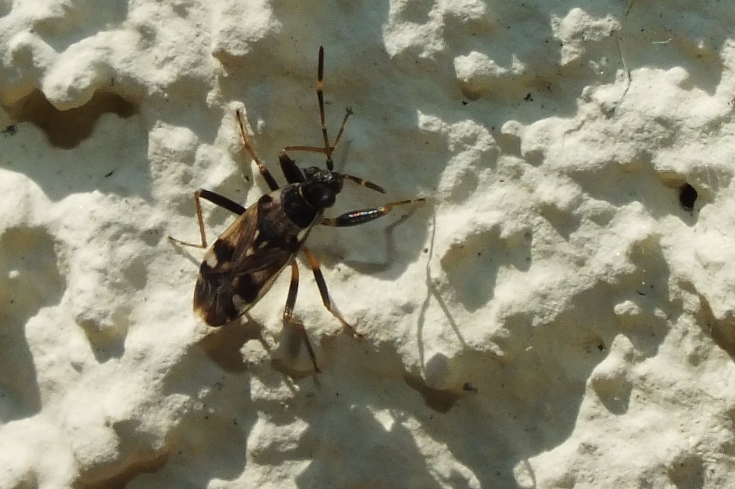 Réf. 144407 — INSECTA > Heteroptera > Rhyparochromidae > Beosus ...