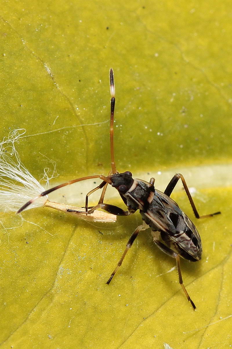 Réf. 145461 — INSECTA > Heteroptera > Rhyparochromidae > Beosus ...